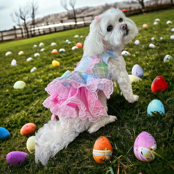 Dog Show Training Stack Box Toy Adult Size Stack Training 20 X 12 ...