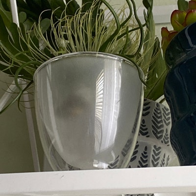 Tillandsia Bulbosa Alien Air Plant - Etsy