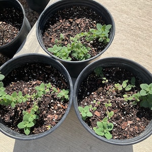 2 Nepeta Faassenii 'whisper Blue Catmint Starter Perennial Plants ...