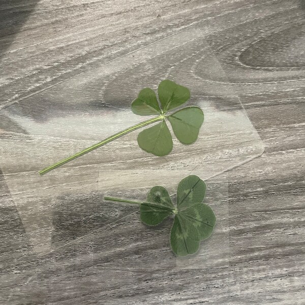 Real Five Leaf Clover - LAMINATED - Etsy