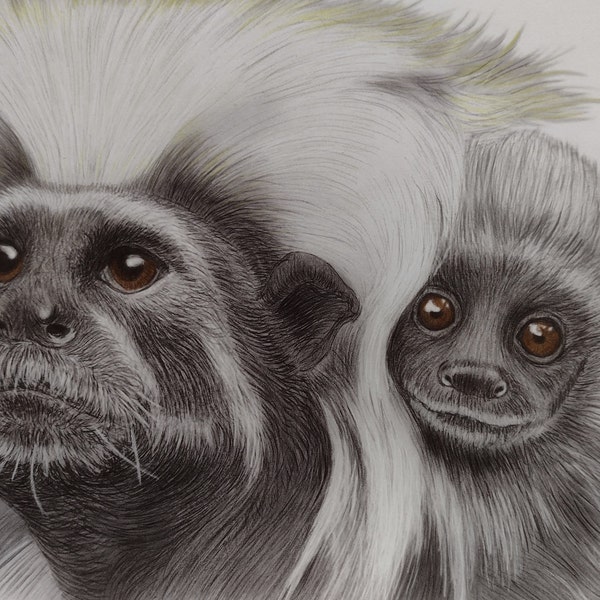 Detailed Animal Sketches 2. A Coloring Collection by Tim Jeffs - Etsy