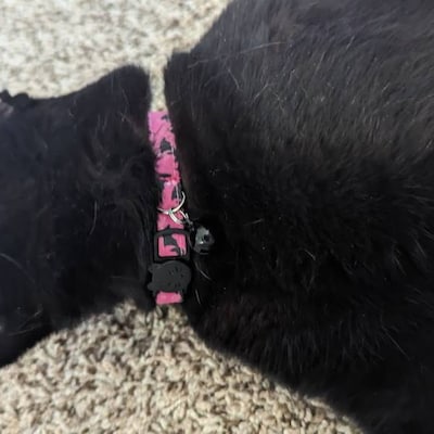 Strawberry Cat Collar Strawberry Kitten Collar Strawberry Collar ...