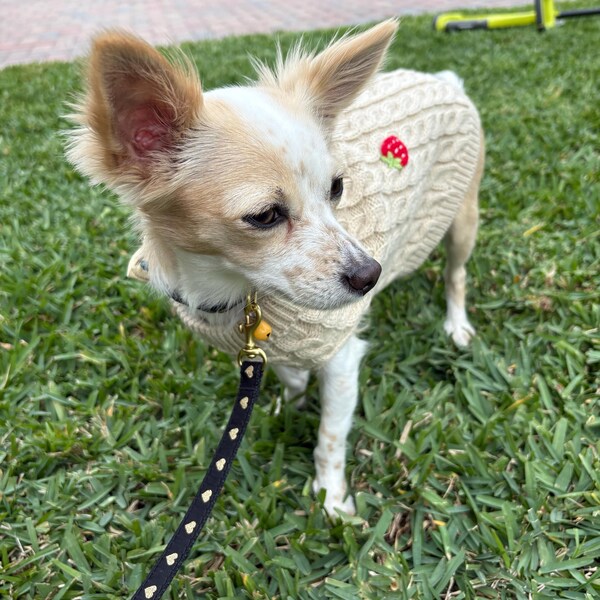 Little Bear Dog Sweater,soft Beige Dog Sweater,cat Sweater, Lightweight ...