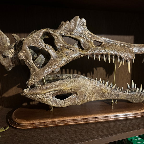 Spinosaurus Dinosaur Skull Replica Made From 3d Scans Of Real Fossils