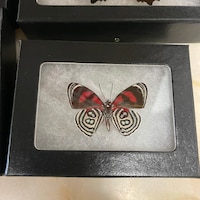 Callicore Kolyma One Real Butterfly Red White Verso Peru - Etsy