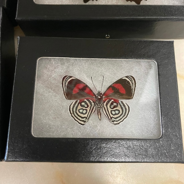 Callicore Kolyma One Real Butterfly Red White Verso Peru - Etsy