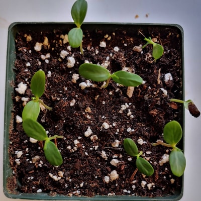 Sacred Fig Tree Seeds Bodhi Tree Seeds Pippala Tree Seeds Peepal Tree ...