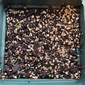 Hildewintera Colademononis Monkey Tail Cactus Seeds Super Furry Hybrid ...