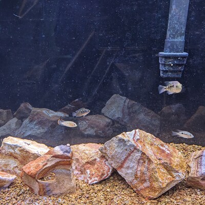 Windy Pods for Shrimp, Fish, Aquariums Craft Supplies Botanicals - Etsy