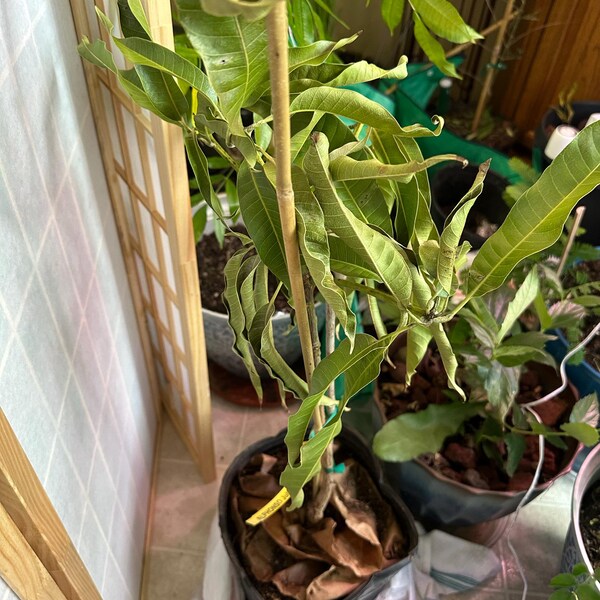 Glenn Mango Tree Cold Hardy GRAFTED 2-4 Ft Tall.ship to CA&PR. Actual ...