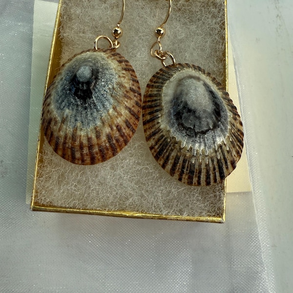 Kauai Opihi Shell Earrings - Etsy