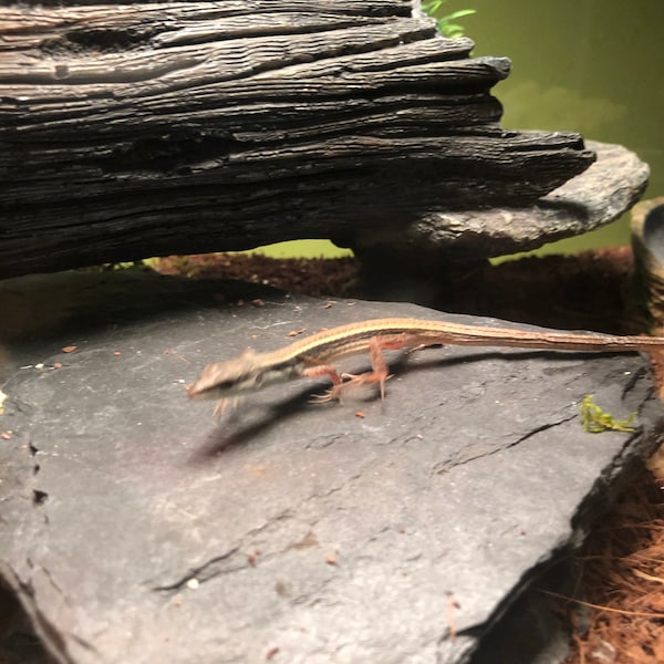 Small Natural Slate Basking Rock Fish Tank Aquarium, Terrarium Decor ...