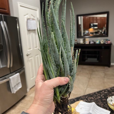 Blue Elf Aloe, Aloe, Cactus, Succulent, Live Plant - Etsy