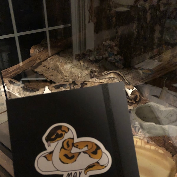 Ball Python Stickers | Popular Ball Python Morphs | Albino Pied | Pied ...