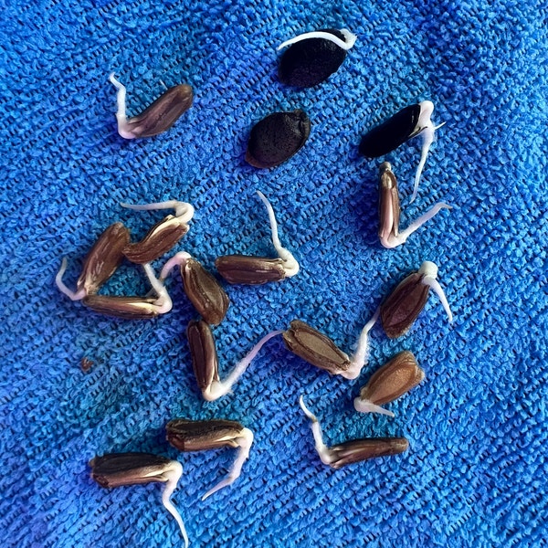 50 Mouse Melon, Cucamelon Seed, Tiny Melon, Tiny Fruit to Grow ...