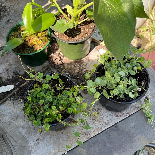 Vat Light in the Night African Violet Live Plant, Young Pre-finished ...