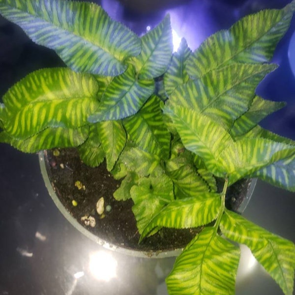 Striped Bamboo Fern Golden Zebra Plant - Live Plant - Rare Plant - 4 ...