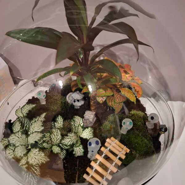 Plant Terrarium Kit • Palm • 3 Terrarium Plants • Closed Terrarium ...