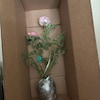 Rose “ausham” English Shrub Rose Ownroot Plant, 1 Gallon - Etsy