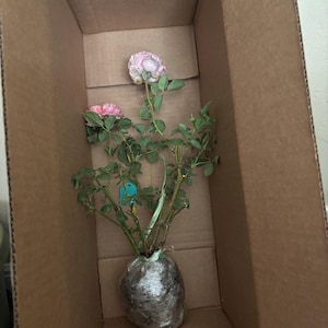 Rose “ausbite” English Climbing Rose Ownroot Plant, 1 Gallon - Etsy