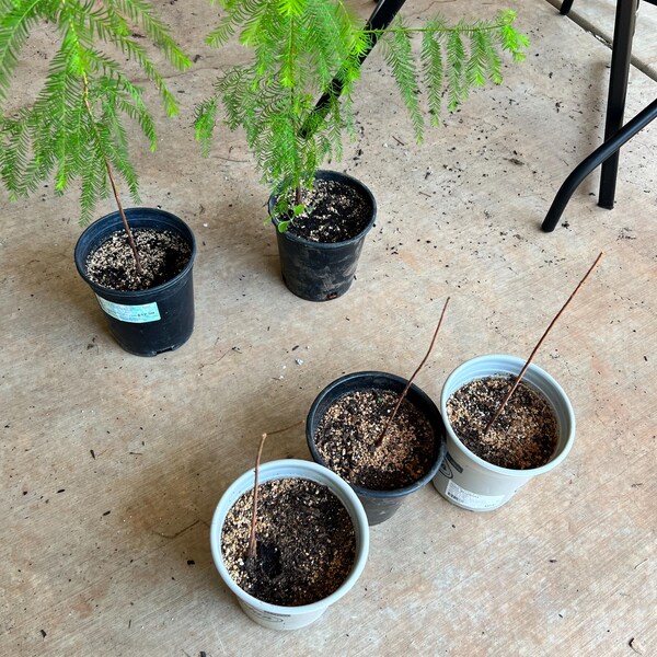 Chinese Elm Quart Container - Etsy