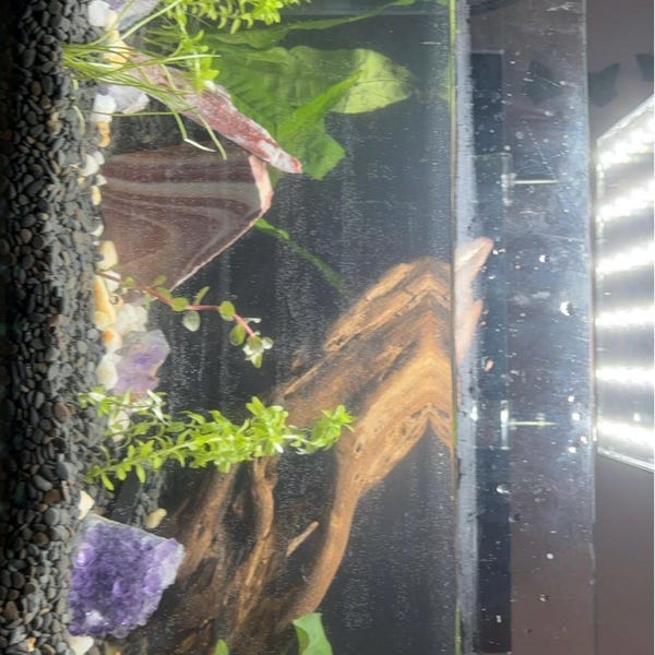 Fully RED Plants With Pogostemon Helferi Downoi, Bundle, pearlingplants ...