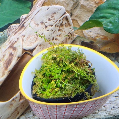 Weeping Moss Vesicularia Ferriei Live Aquarium Plants Live - Etsy