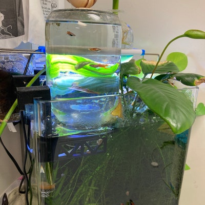 Inverted Betta Tank Holder, Panoramic View for Betta Fish, 360 View for ...