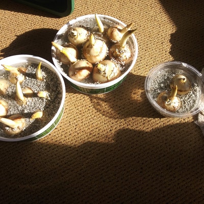 Malanga Coco Yam, Malanga Coco Root, Yautia, Cocoyam, Tannia, Eddo 4 ...