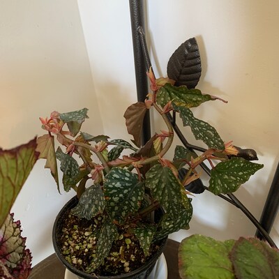 Angelwing Begonia 'medora' - Etsy