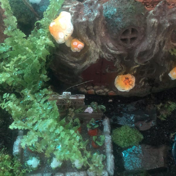 2 Pack Pixie Cup Live Lichen Moss for Terrariums Fairy Gardens Bonsai ...