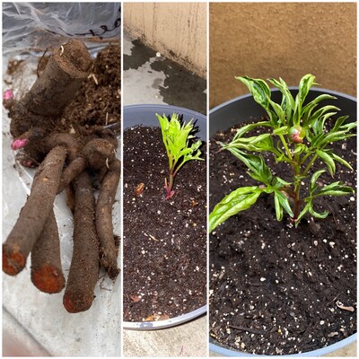 Walter Faxon Peony Pink Fragrant Spring Blooms Perennial - Etsy