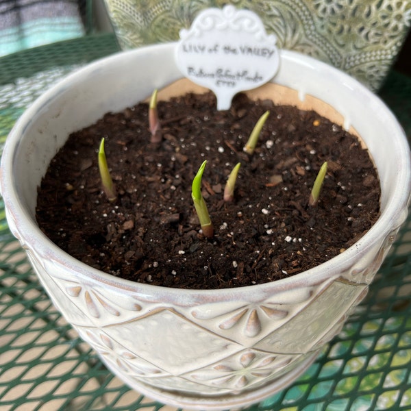 3/ Shasta Daisy BARE Root Starter Plants. Perennial. White Petals ...