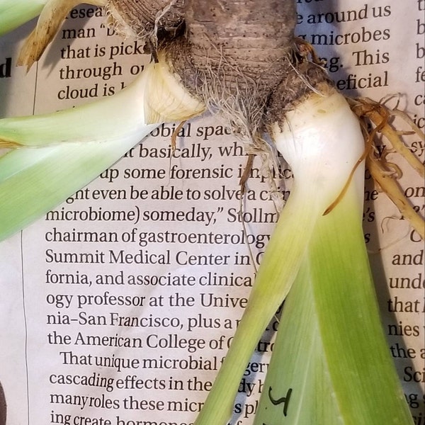 Iris 'harvest of Memories' Yellow Tall Bearded Reblooming Iris - Etsy