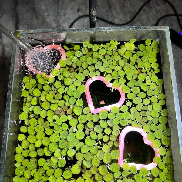 3 Pack Floating Fish Feeder, Food Separator, Custom Designs, Plant Ring ...