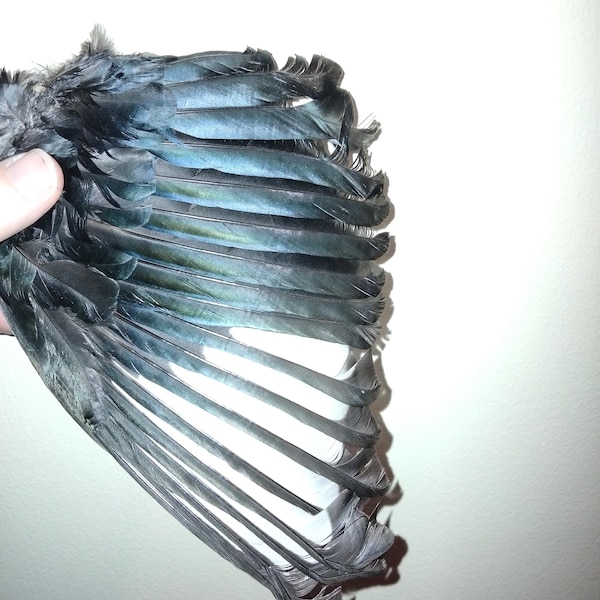 Real Crow Skull Wings Tail Feet Real Natural Carrion Rook Feathers ...