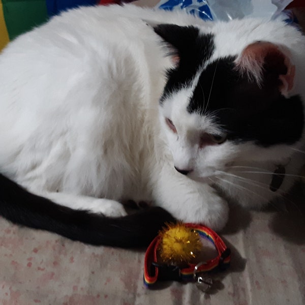 The Rainbow Breakaway Cat Collar - Etsy