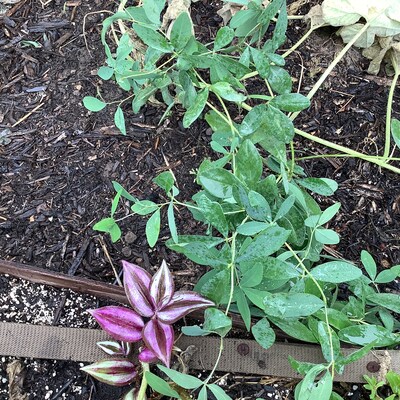 Sedum 'back in Black' PP33632 ROCK 'N GROW® - Etsy