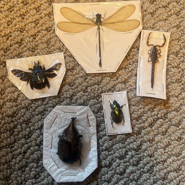 REAL Assorted Bugs and Beetles! Cool Insect Species From Around the ...
