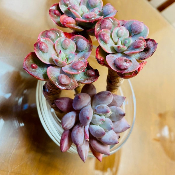 Rare Succulent - Echeveria Raindrops Frills - Etsy