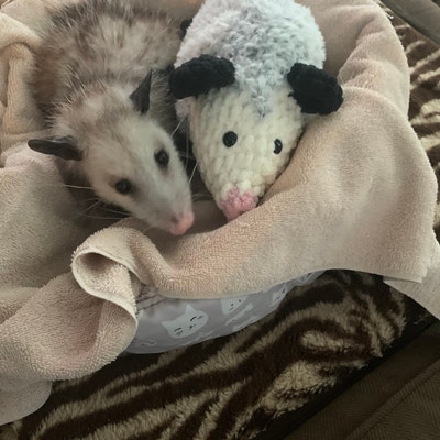 Crochet Possum Pattern PDF DIGITAL DOWNLOAD Only - Etsy