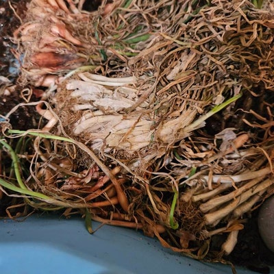 LORIENT SHALLOT Sets Non-gmo Bulbs, Garden Seed Shallots Traditional ...