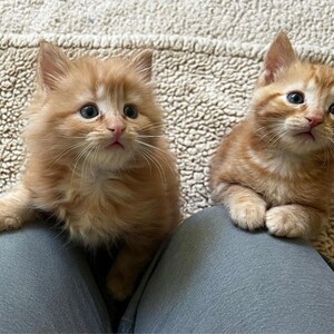 Cat Bells, Bells, Loud Bells, Quiet Bells, Mini Brass Bell, Colored ...