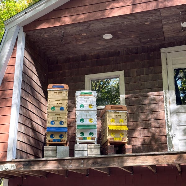 Observation Beehive | Honeybee Educational Hive | Made in the USA - Etsy