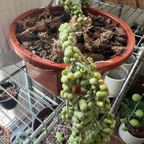 Hoya Bahoi Splash - Etsy