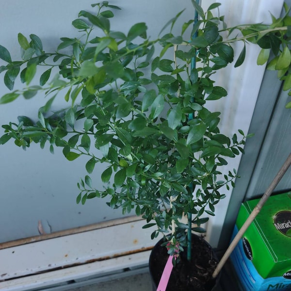 Finger Lime Tree , 1/2 Gallon Pot - Microcitrus Australasica in 1/2 Gal ...