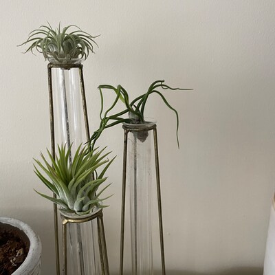 Tillandsia Bulbosa Alien Air Plant - Etsy