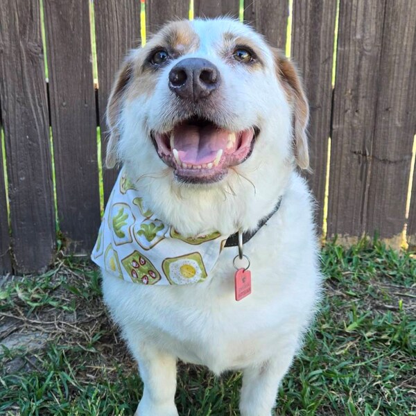 Sienna Bandana, Dog Bandana, Fall Dog Bandana, Over the Collar Dog ...