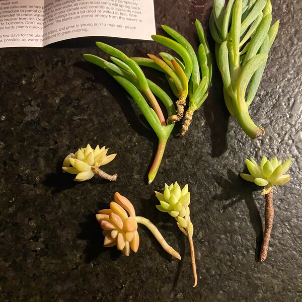 Extra Large Blue Chalk Sticks Cuttings, Curio Repens, Chalk Fingers ...