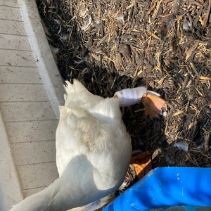 Medium Bird and Chicken Prosthetic Leg. - Etsy